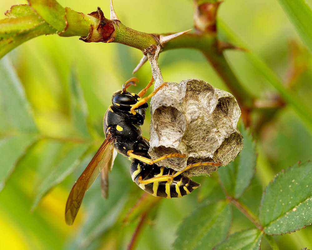 How does pest control get rid of wasps? - Patriot Pest Services