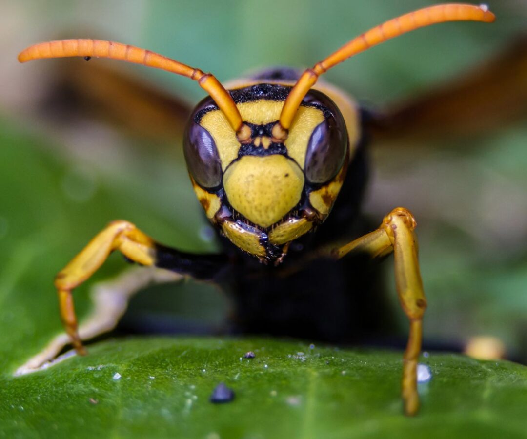 How does pest control get rid of wasps? - Patriot Pest Services